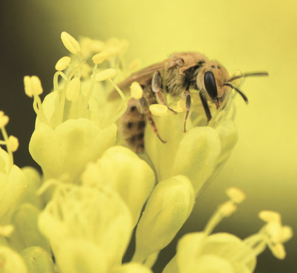 Debuts November 2025 — The ABCs of California's Native Bees | Heyday